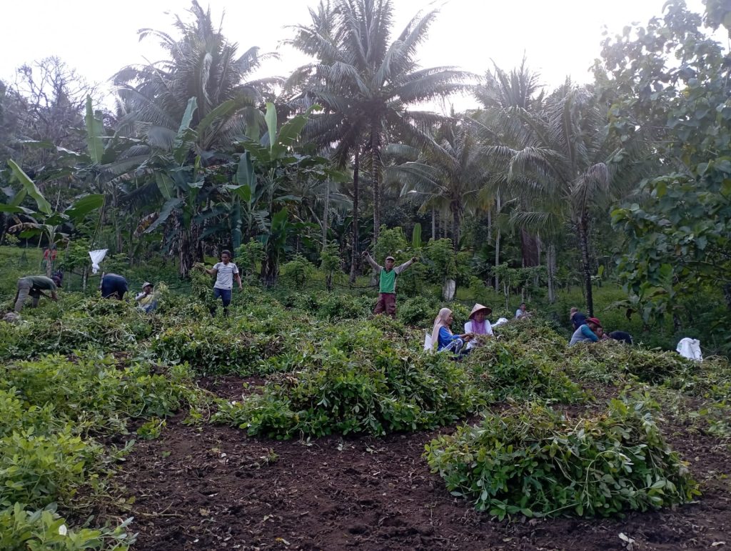 Program Ketahanan Pangan, Pemdes Tanamon Serahkan Benih dan Pupuk ...